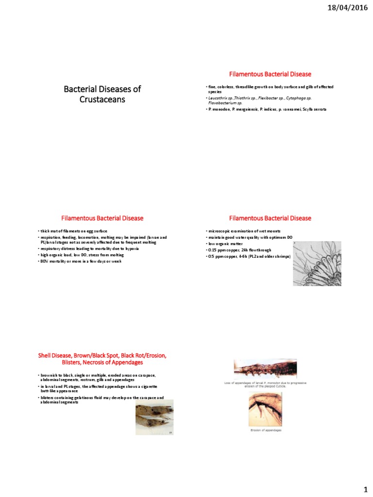 Bacterial Diseases of Crustaceans | PDF | Shrimp | Bacteria