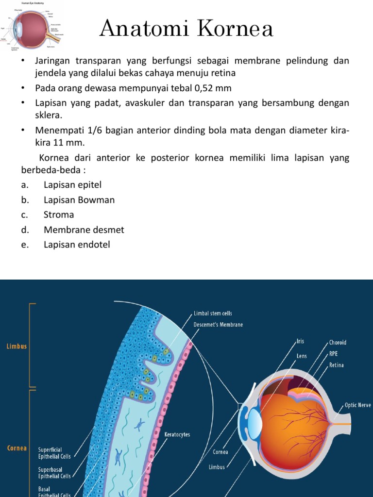 Anatomi Kornea | PDF