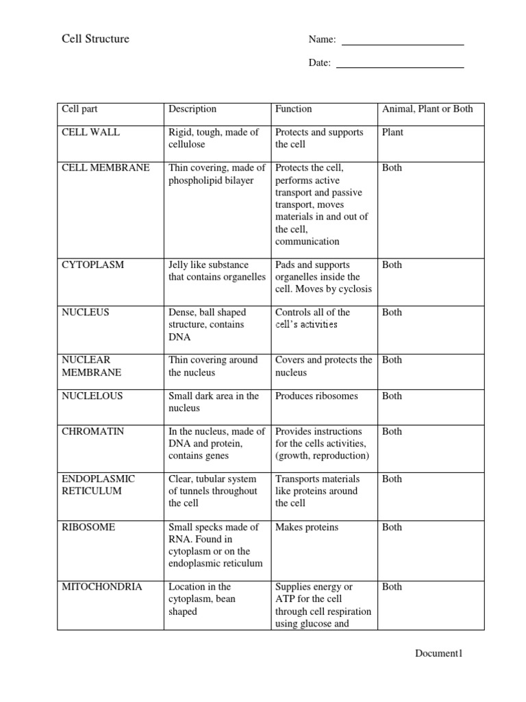 Cell Structure Worksheet | Download Free PDF | Cell Nucleus | Cell ...