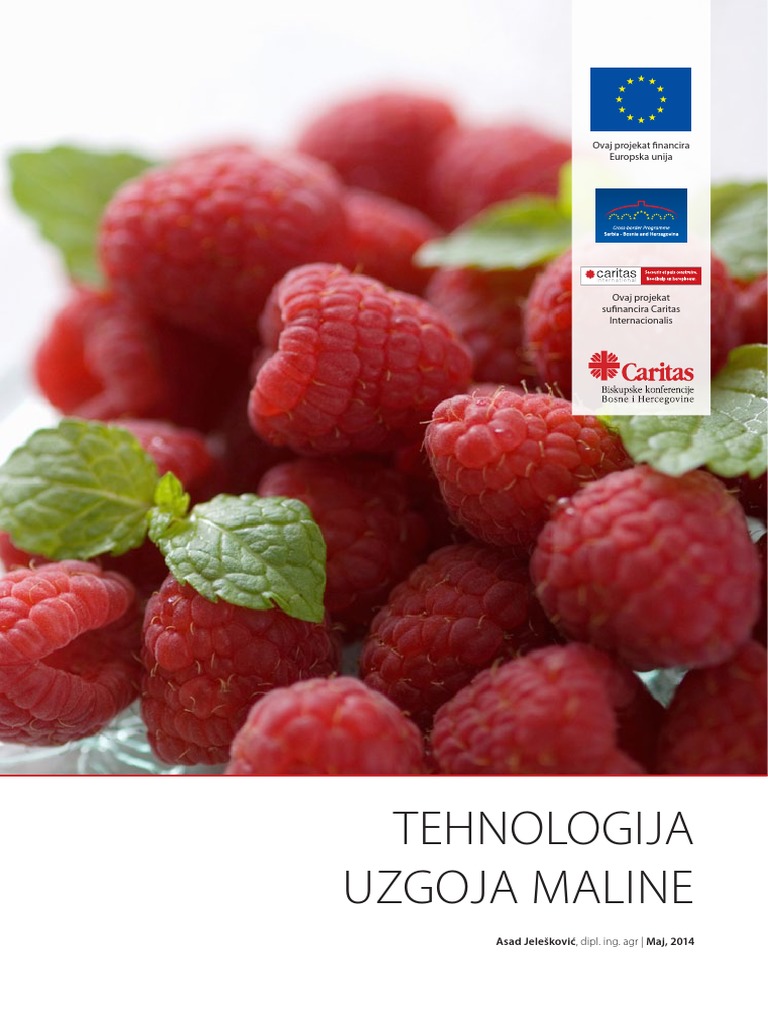 Uzgoj Malina | PDF
