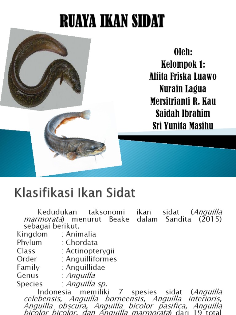 Ruaya Ikan Sidat | PDF