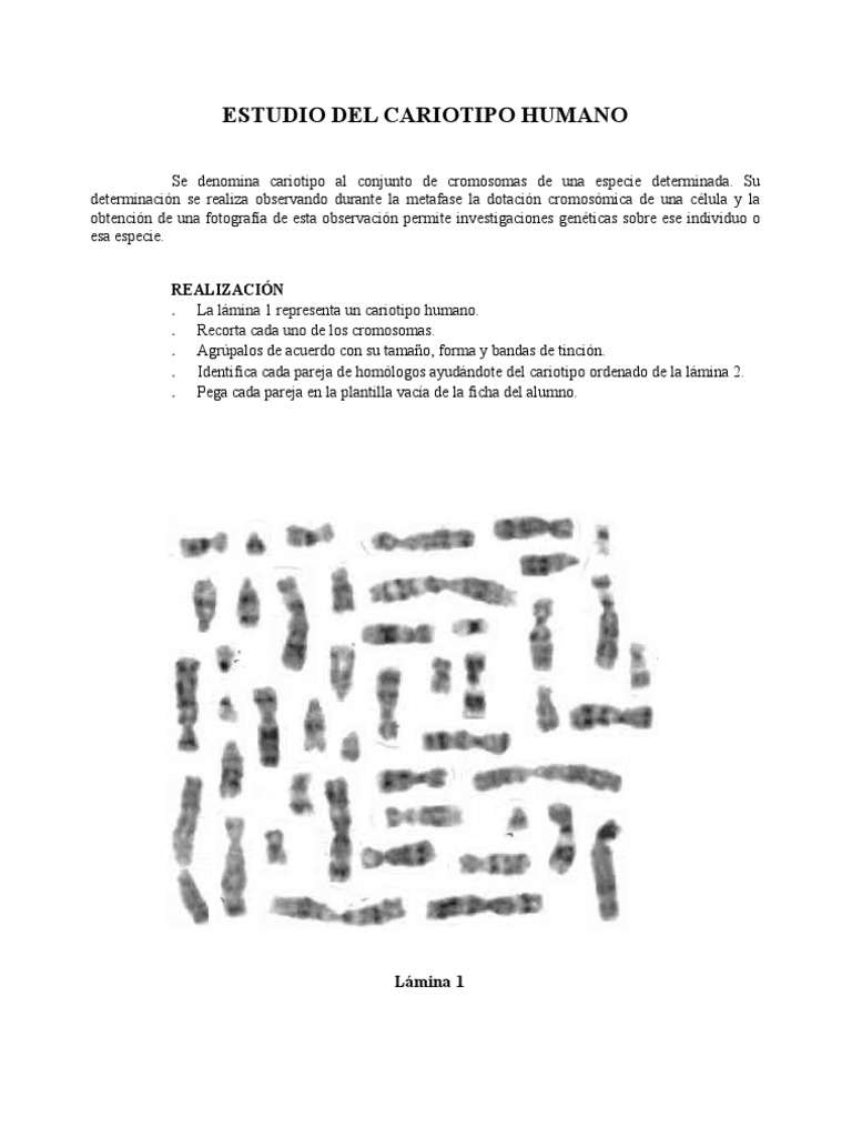 Cariotipo 1 | PDF | Cariotipo | Citogenética