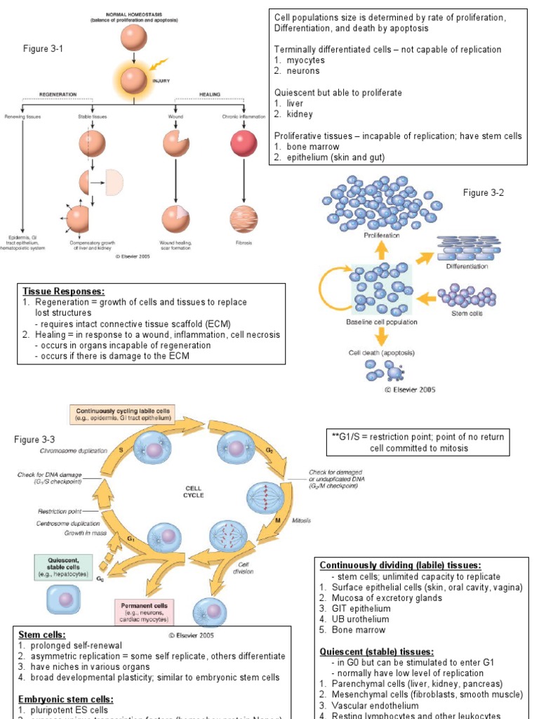 Robbins Chapter 3 Diagrams | PDF | Extracellular Matrix | Angiogenesis