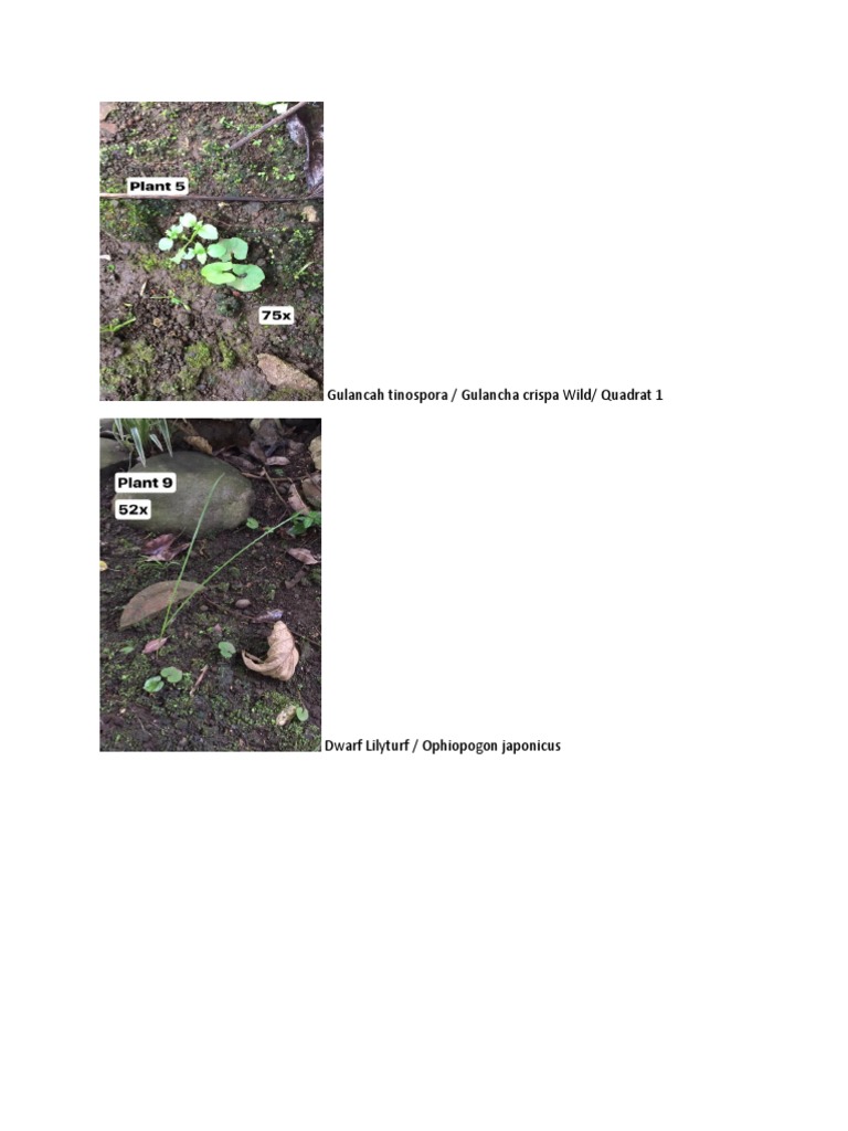 Gulancah Tinospora / Gulancha Crispa Wild/ Quadrat 1 | PDF