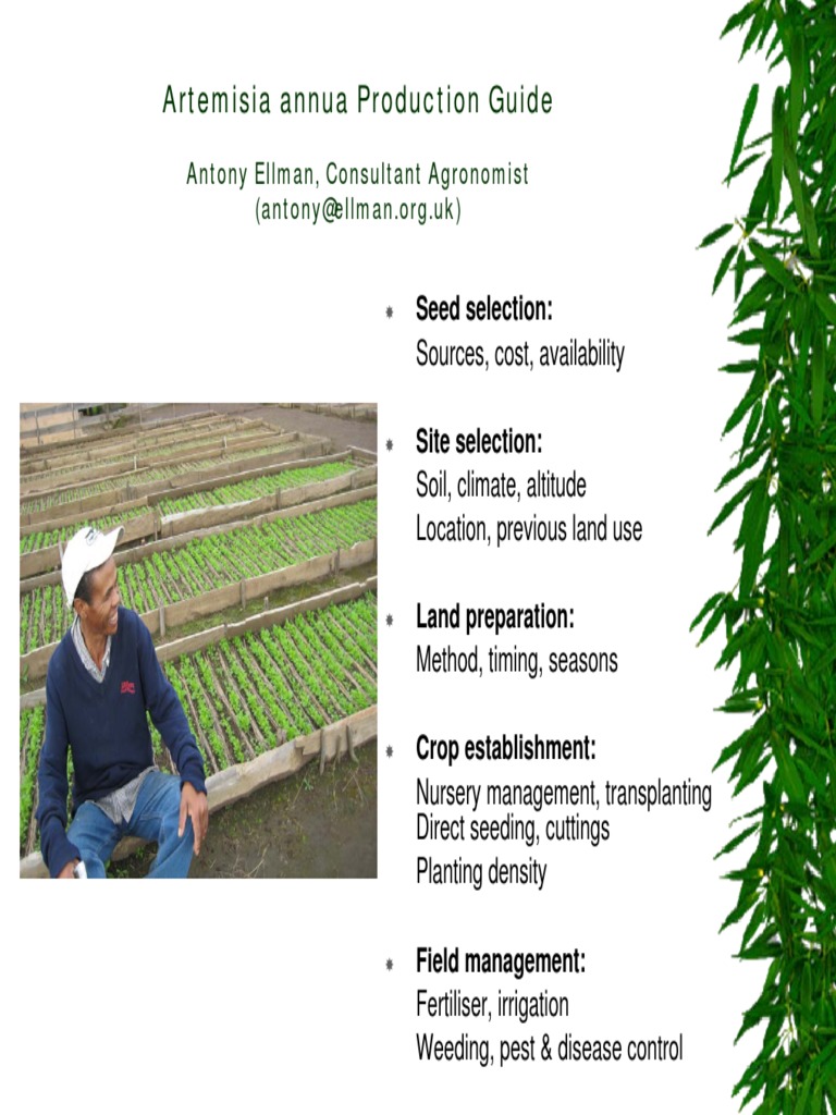 17 Artemisia Annua Production Guide1-2 | PDF