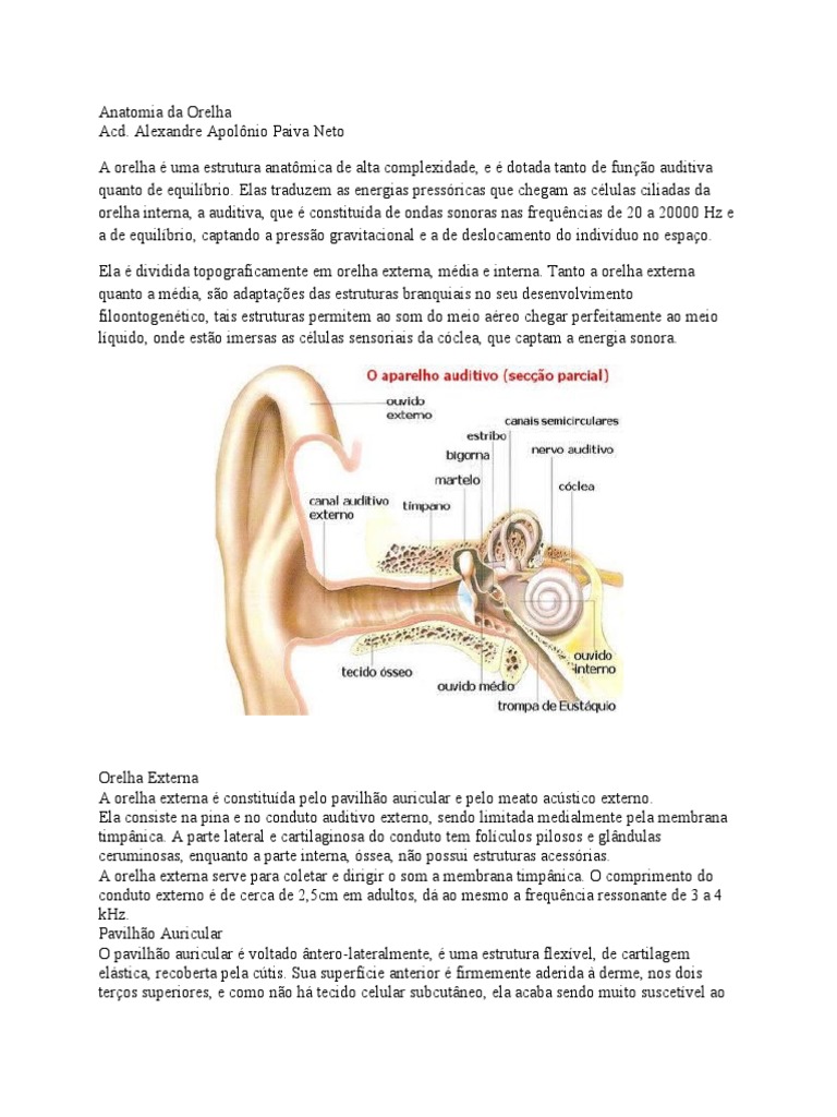 Anatomia da Orelha: Estruturas e Funções | PDF | Orelha | Audição