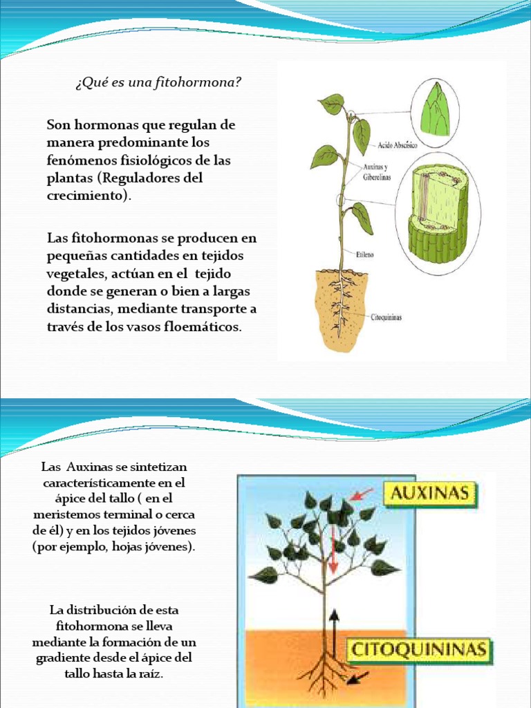 FITOHORMONAS.pdf | Auxina | Hormona Vegetal