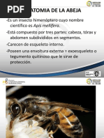 Anatomia Mosca Completa Con Imagenes | PDF