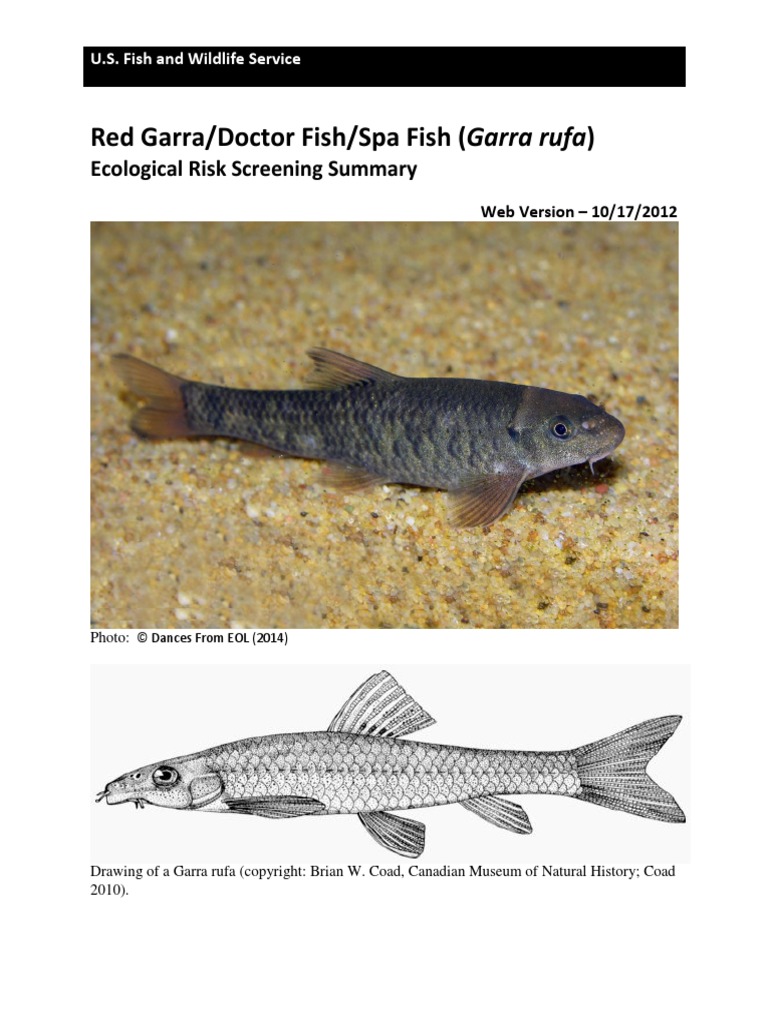 Garra Rufa WEB 10 17 2012 | PDF | Introduced Species | Anatomical Terms ...