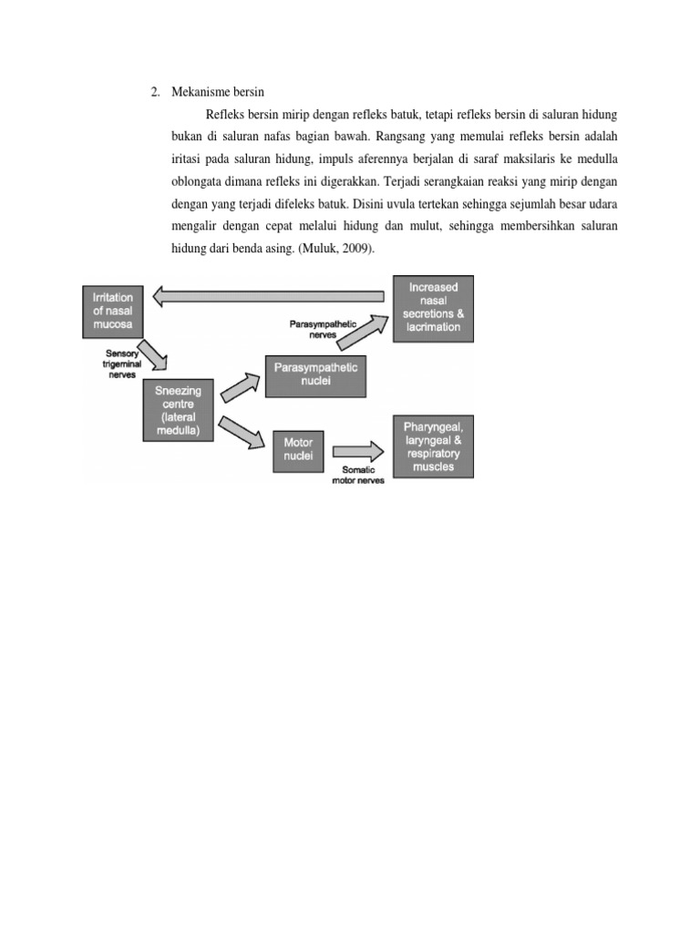 Mekanisme Refleks Bersin pada Hidung | PDF | Sains & Matematika