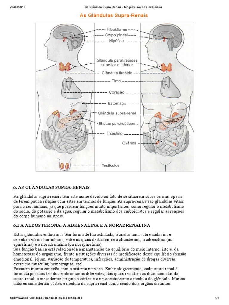 As Glândula Supra-Renais - funções, saúde e exercícios.pdf | Glândula ...