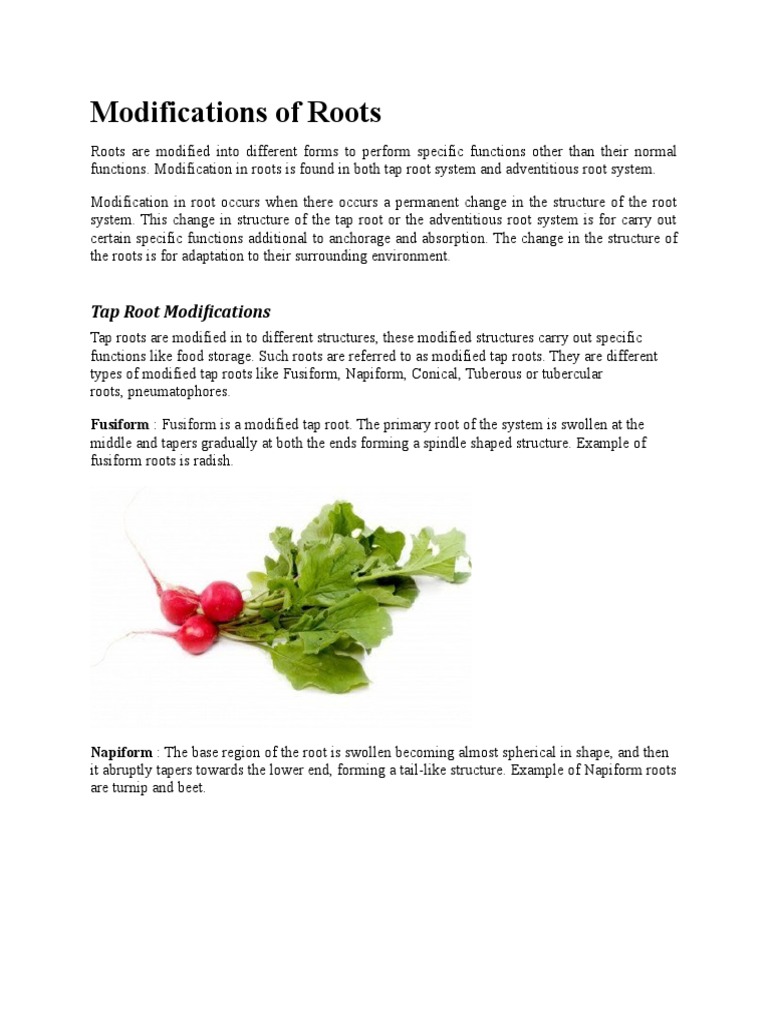 Modifications of Roots | PDF | Root | Plant Stem