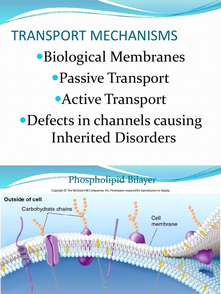 Membrane Transport Mechanisms Explained | PDF | Cell Membrane | Osmosis