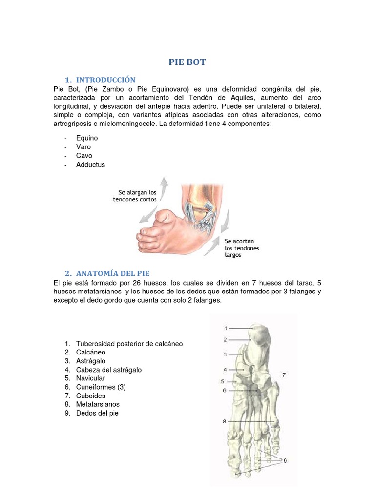 Pie Bot | PDF | Pie | Tobillo