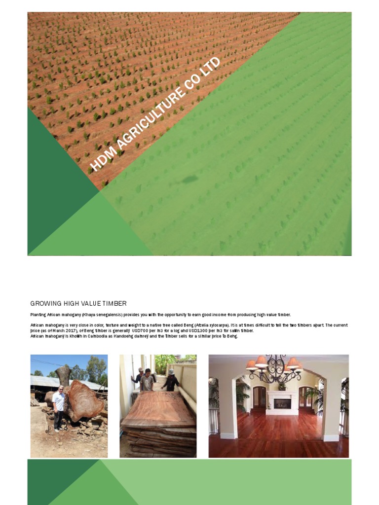 English African Mahogany Brochure | PDF | Lumber | Forestry