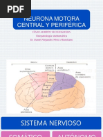 Deterioro Rostrocaudal: Etiología | PDF | Medicina | Sistema nervioso