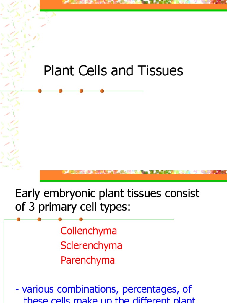 4 Plant Cells and Tissues | PDF | Tissue (Biology) | Plant Stem