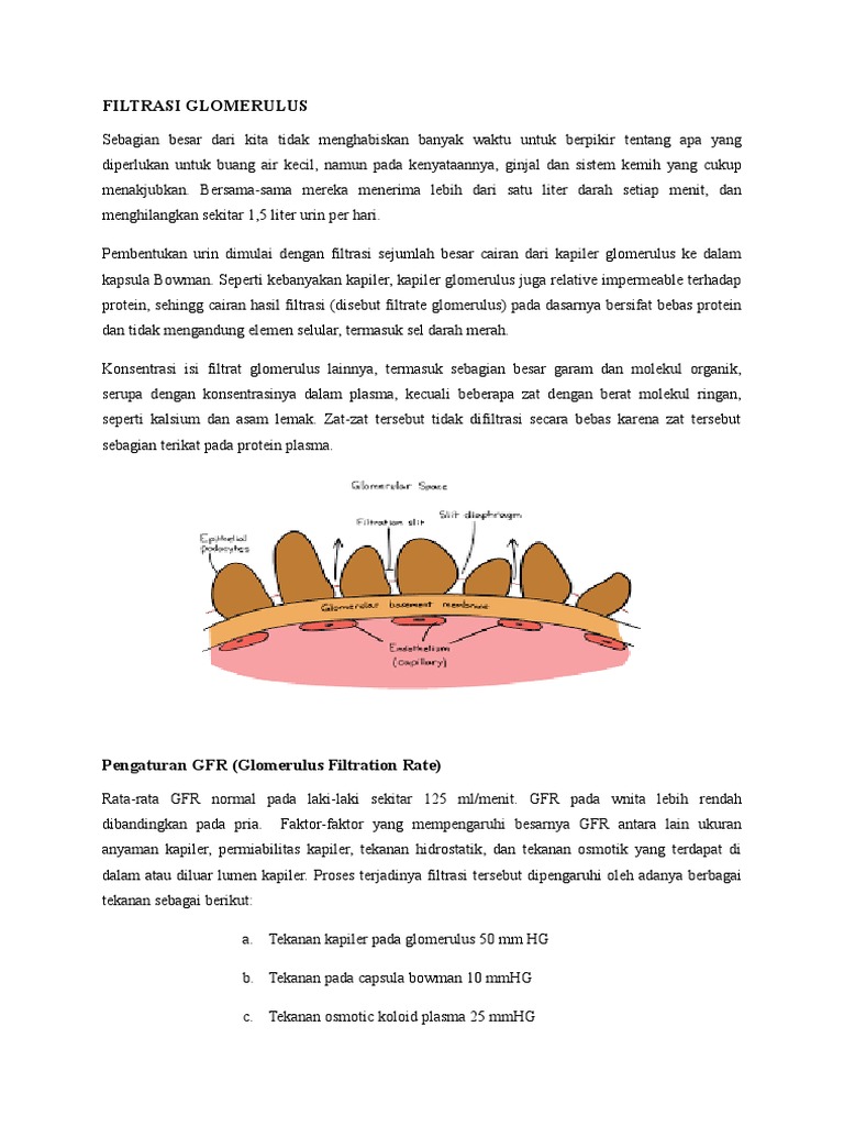 Filtrasi Glomerulus | PDF