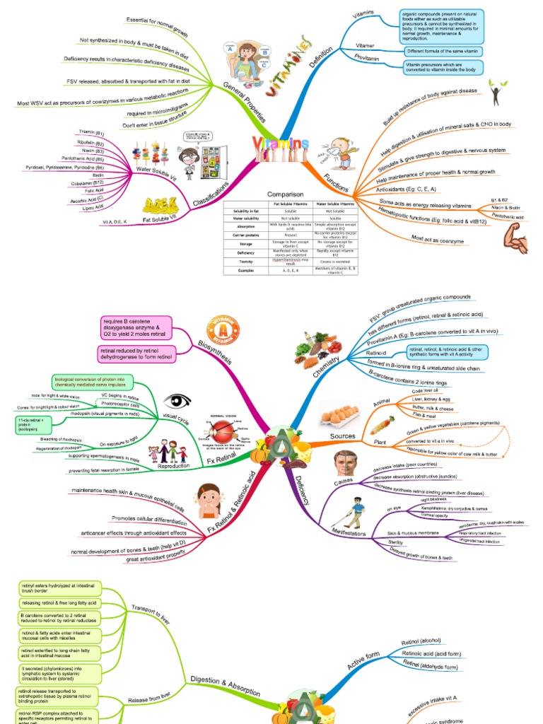 Vitamin Mind Map | PDF