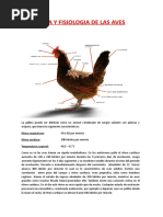 Anatomia y Fisiologia Del Pollo | PDF | Pollo | Anatomia animal