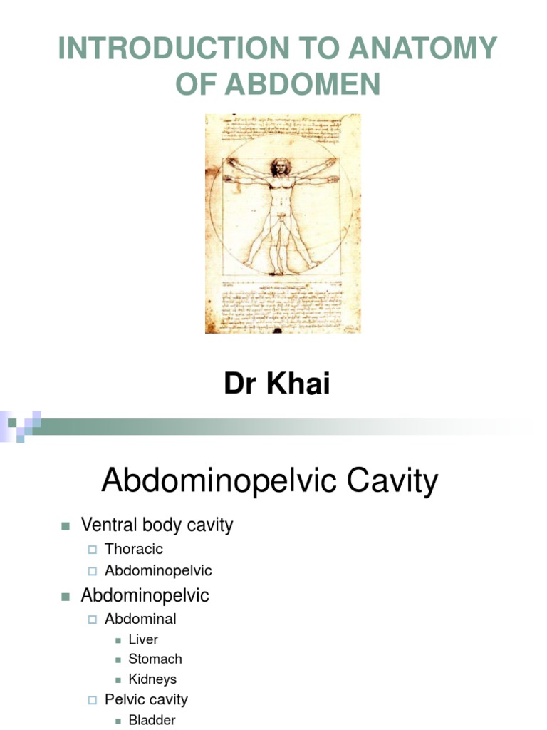 Abdomen Anatomy | PDF | Peritoneum | Abdomen