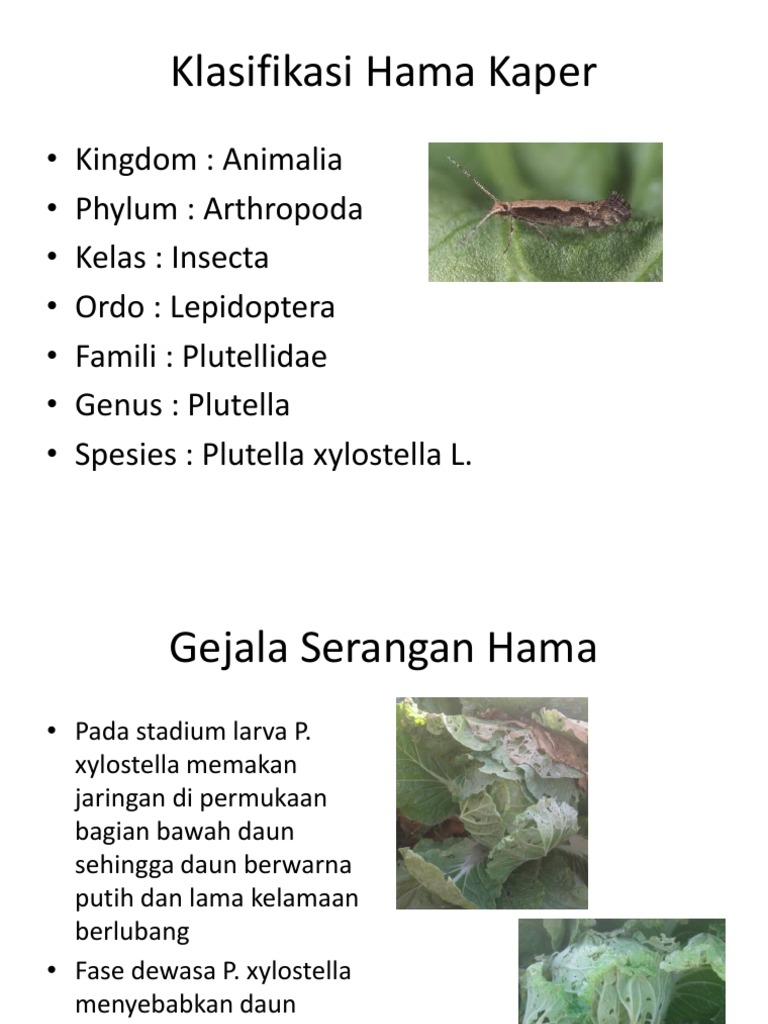 Klasifikasi Hama Kaper | PDF