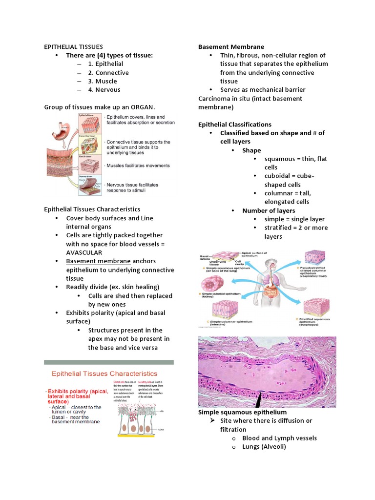 Histology - Epithelial Tissues | PDF | Epithelium | Tissue (Biology)