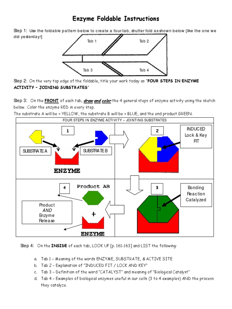 Foldable Enzyme Activity 1 | PDF | Substrate (Chemistry) | Enzyme