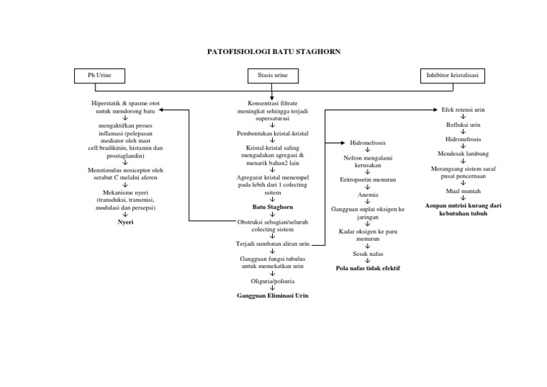 Patofisiologi Batu Staghorn | PDF