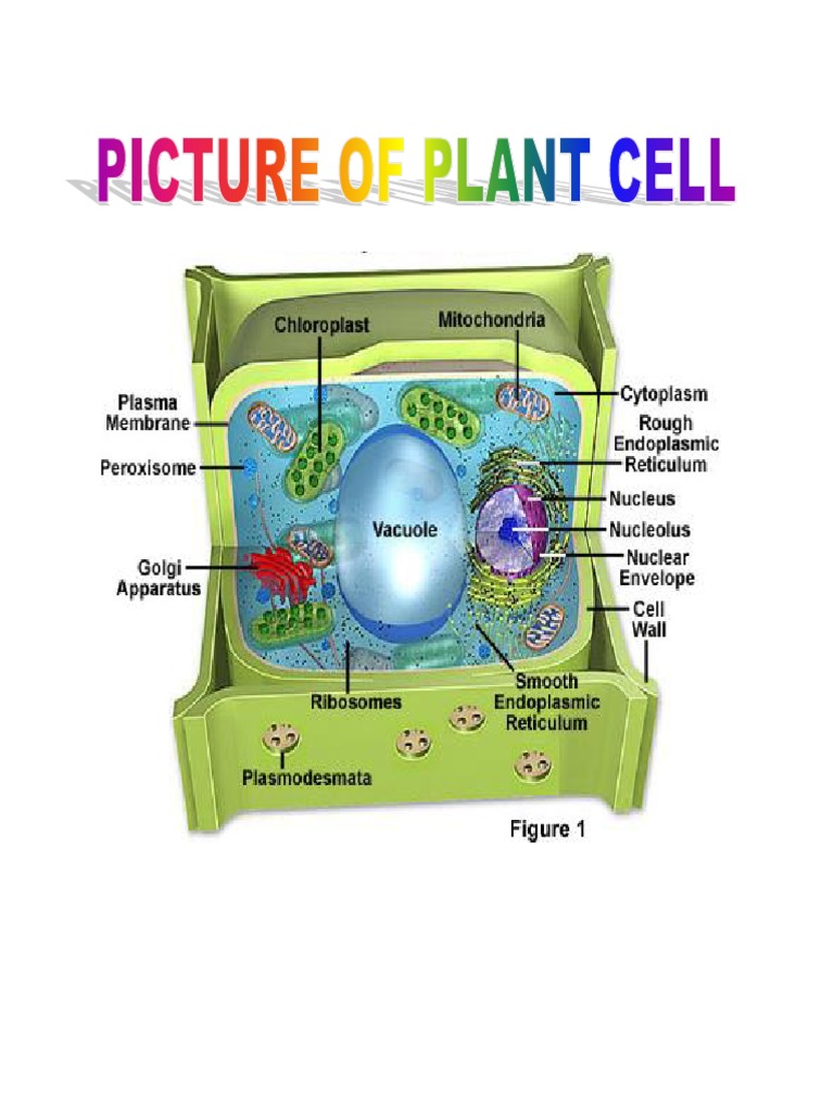Different Parts and Functions of Plant Cell | PDF | Cytoplasm | Cell ...
