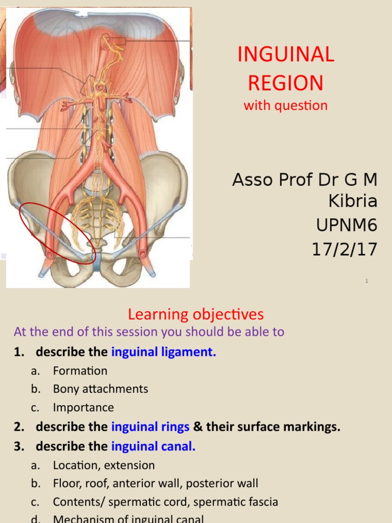 Inguinal Canal Anatomy Ppt