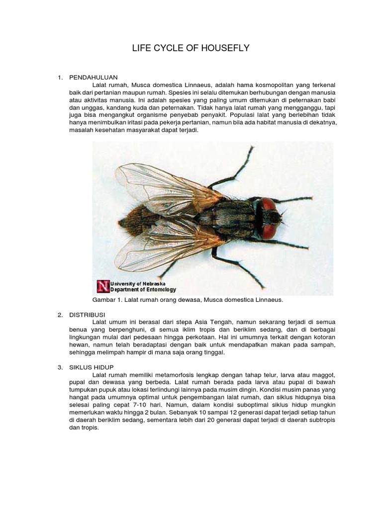 Life Cycle of Housefly | PDF