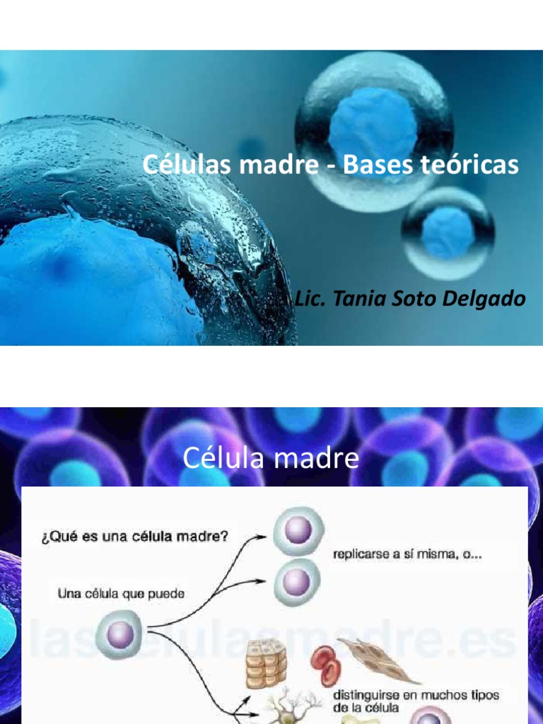 Células Madre - Bases Teóricas | PDF