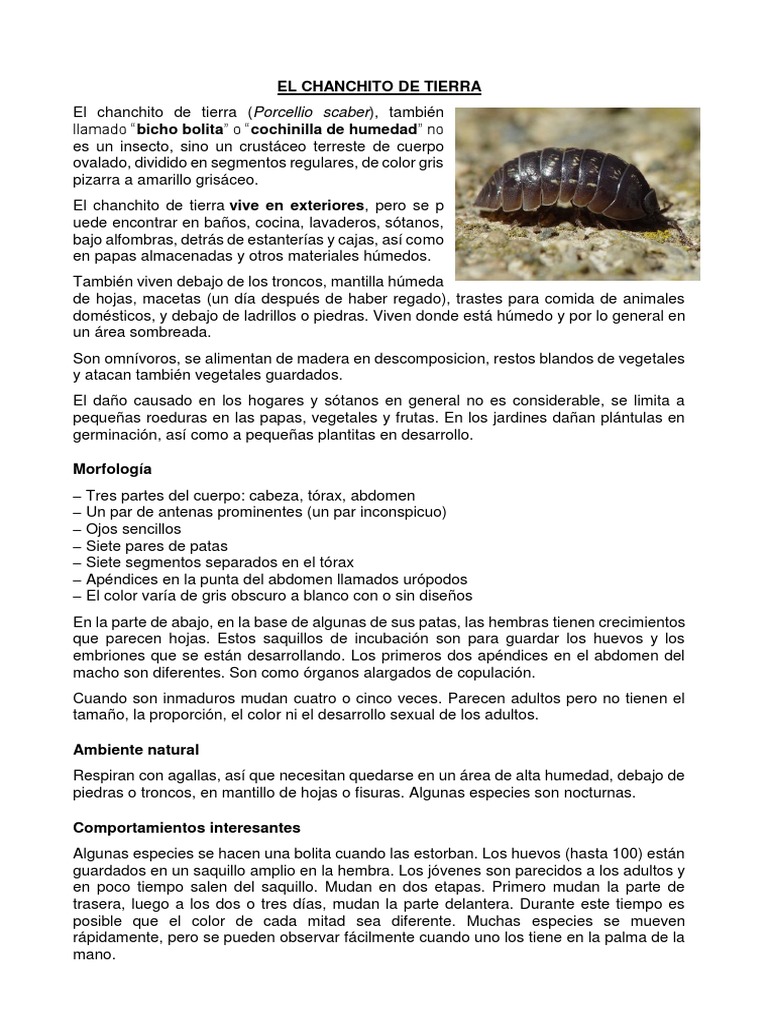 El Chanchito de Tierra | Insectos | Naturaleza
