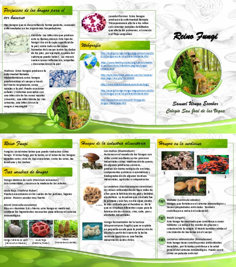 Reino Fungi | Hongo | Panes