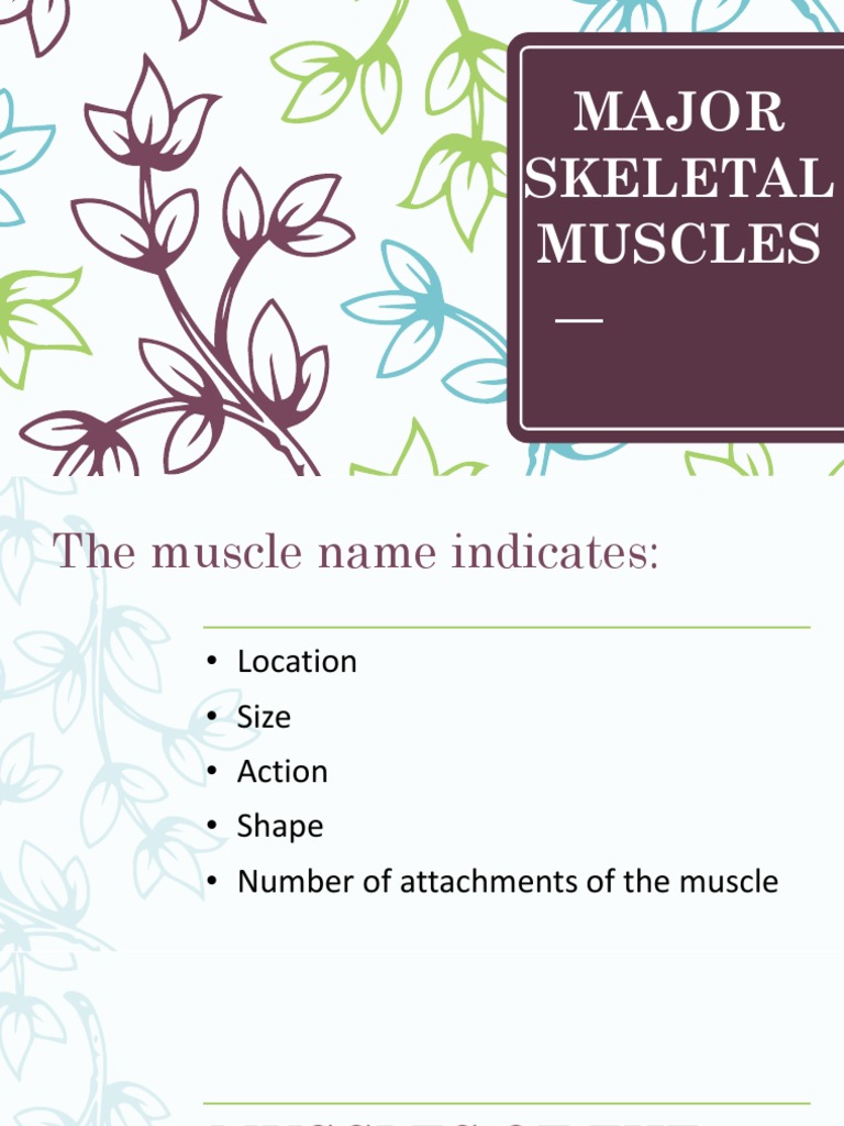 Major Skeletal Muscles | PDF
