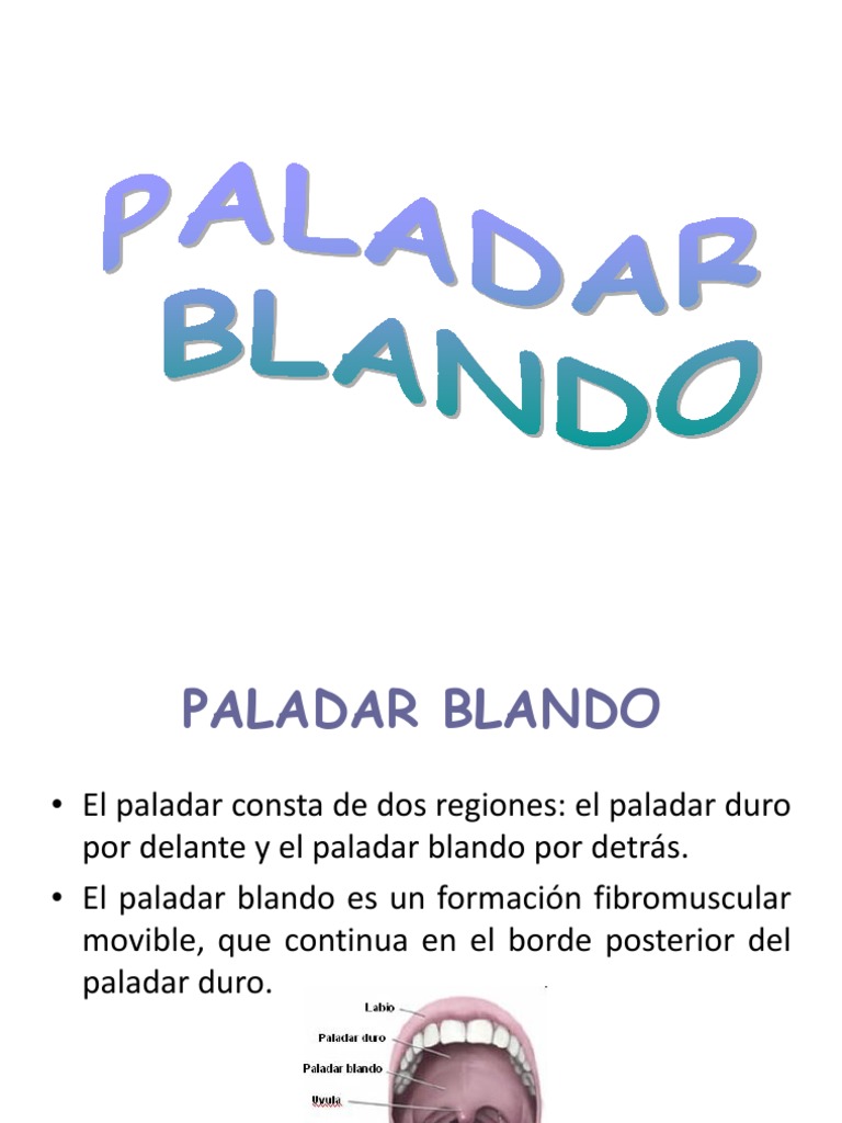 Paladar blando y dientes posteriores | PDF | Ramas de Odontología ...