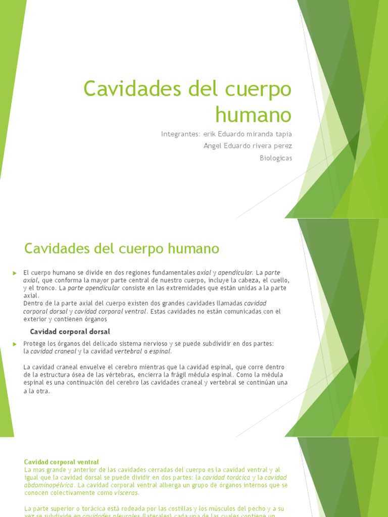 Cavidades Del Cuerpo Humano | PDF | Términos anatómicos de ubicación ...