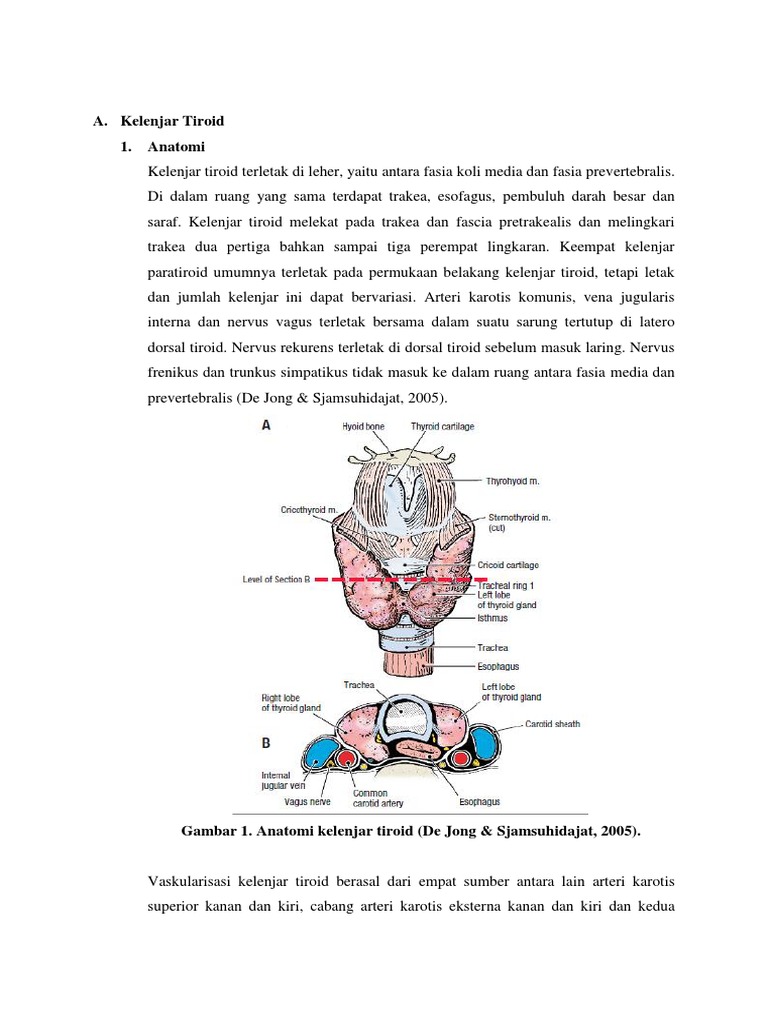 Anatomi Fisiologi Kelenjar Tiroid | PDF