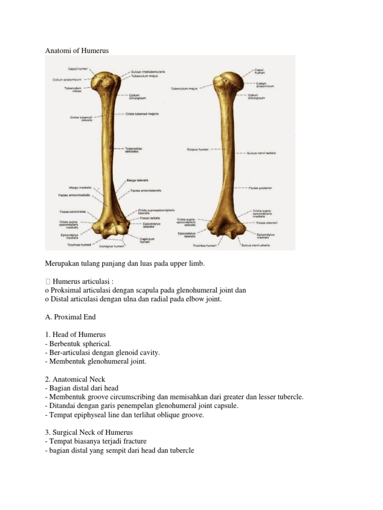 Anatomi of Humerus | PDF