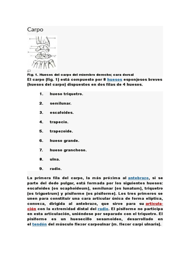 Huesos Del Carpo Anatomia | PDF | Mano | Sistema musculoesquelético