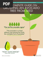 Avocado Ripeness Stages Guide | PDF | Avocado | Edible Fruits