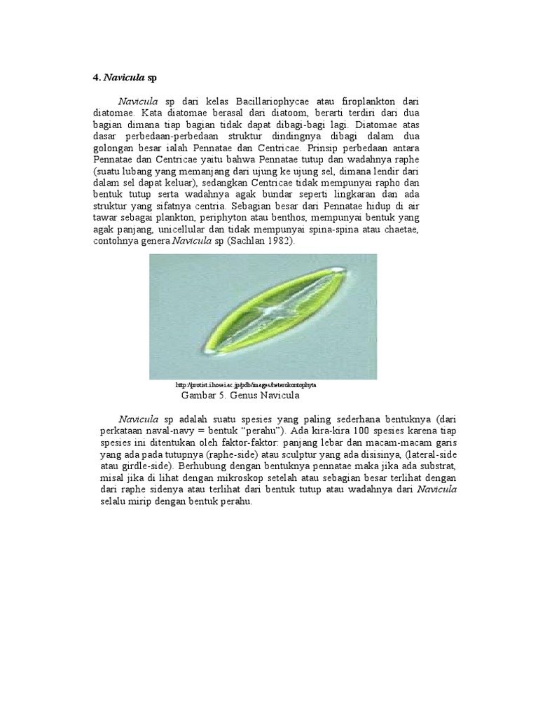 Navicula Dan Euglena | PDF