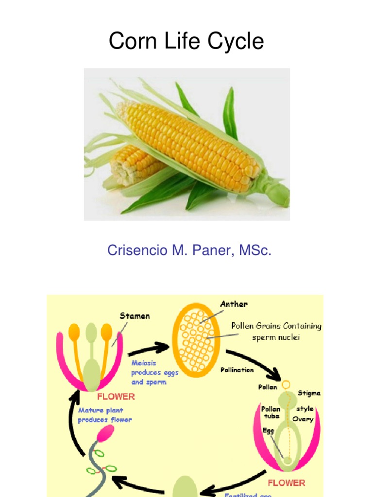 Corn Life Cycle: Crisencio M. Paner, MSC | PDF