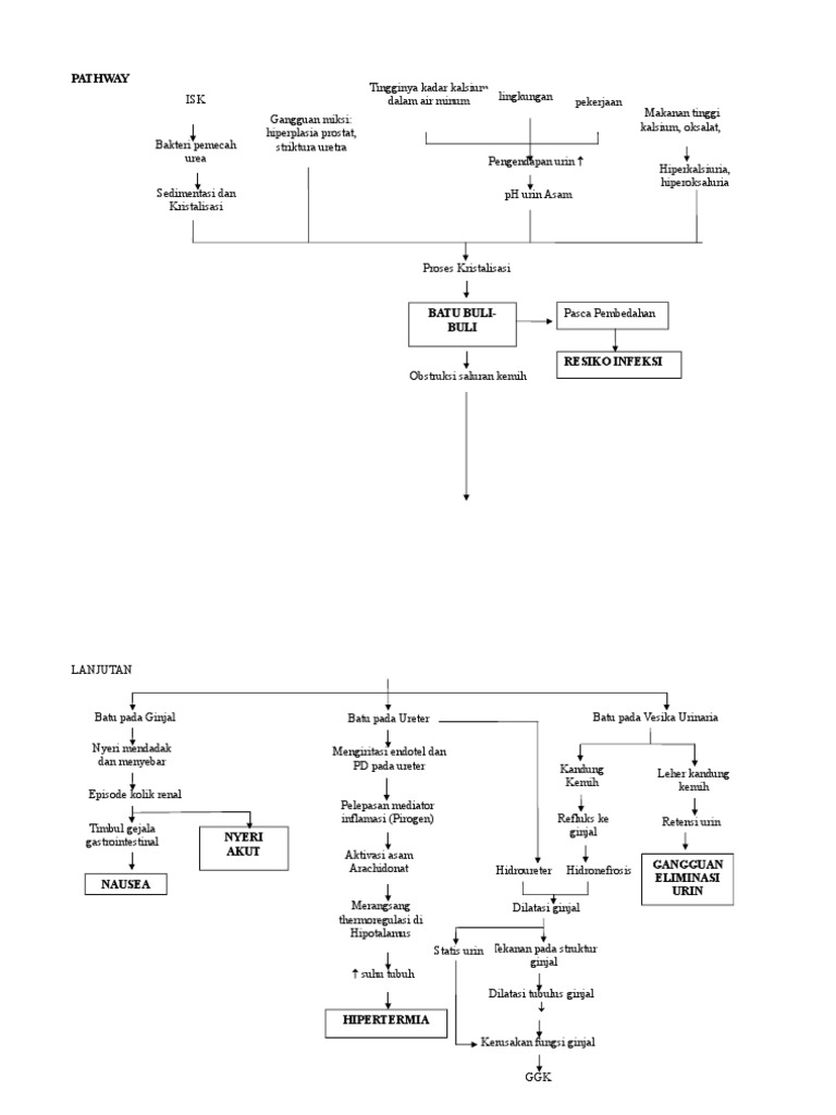 Pathway Buli Buli | PDF