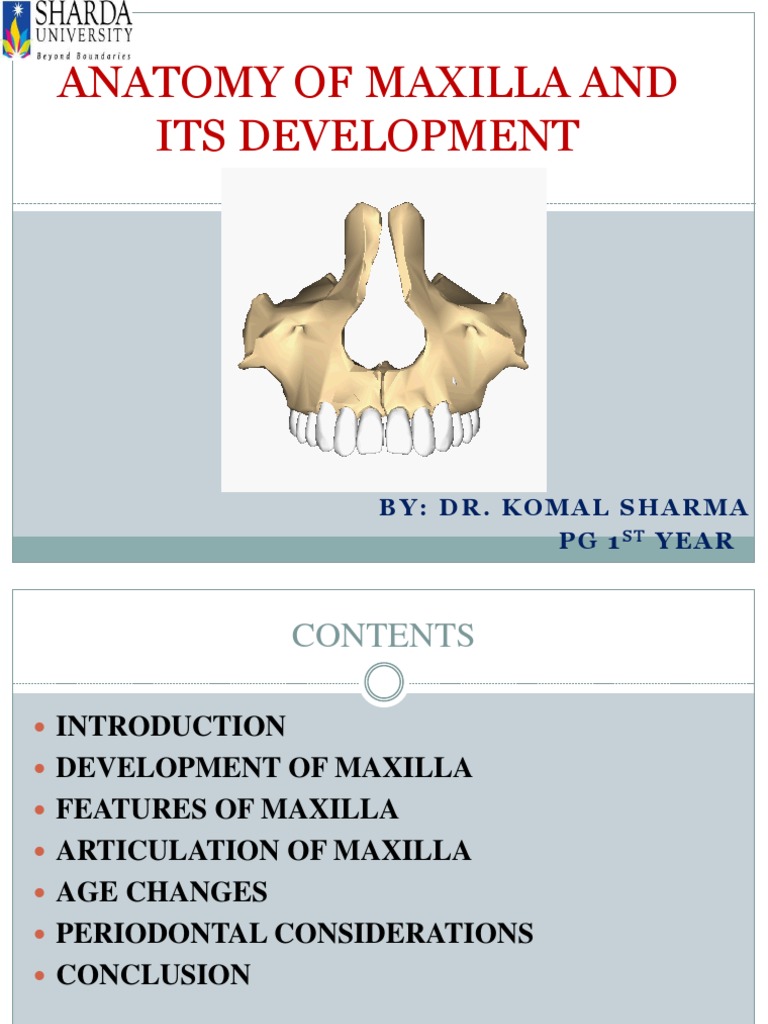 Anatomy of Maxilla and Its Development_ORIGINAL | Animal Anatomy ...