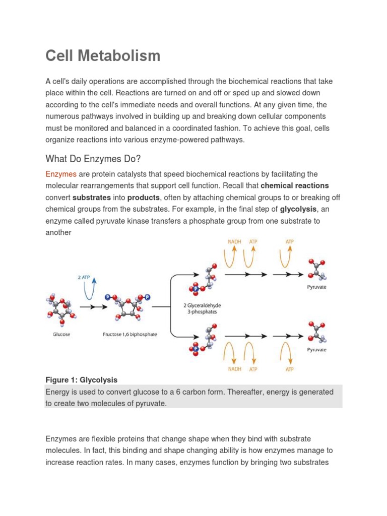 Cell Metabolism | PDF | Metabolic Pathway | Metabolism