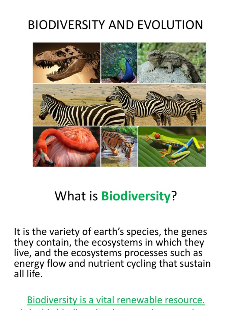 Biodiversity And Evolution Ppt Natural Selection Evolution