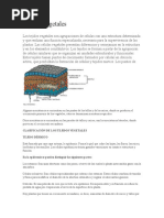 Guia Grado 7 Biologia Tejidos Vegetales | PDF | Plantas | Hoja