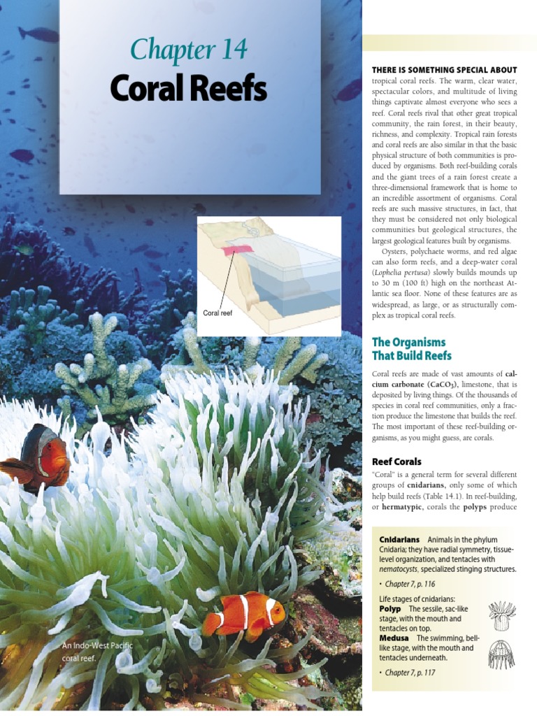 Introduction To Corals PDF | PDF | Coral | Coral Reef